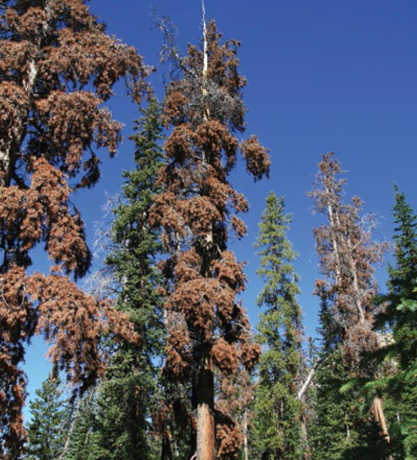Zombie Trees – Western Confluence