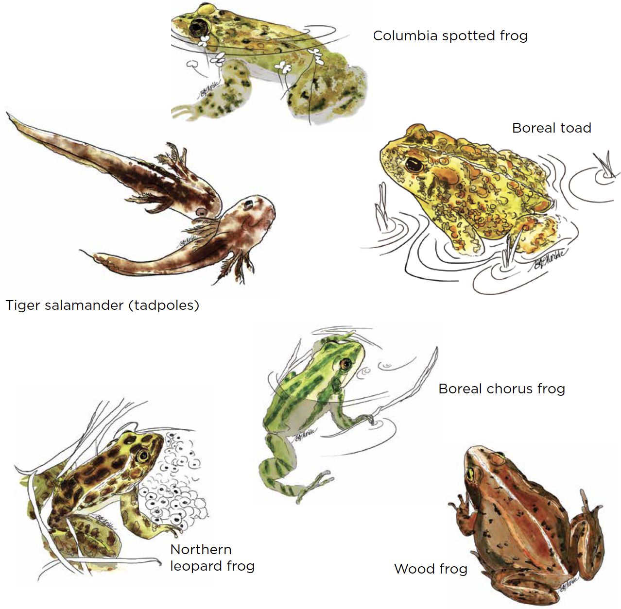 Amphibious Citizen Scientists – Western Confluence