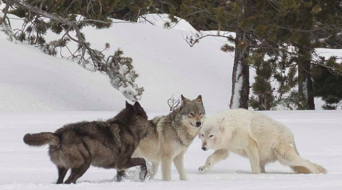 Mapping Recovery – Western Confluence