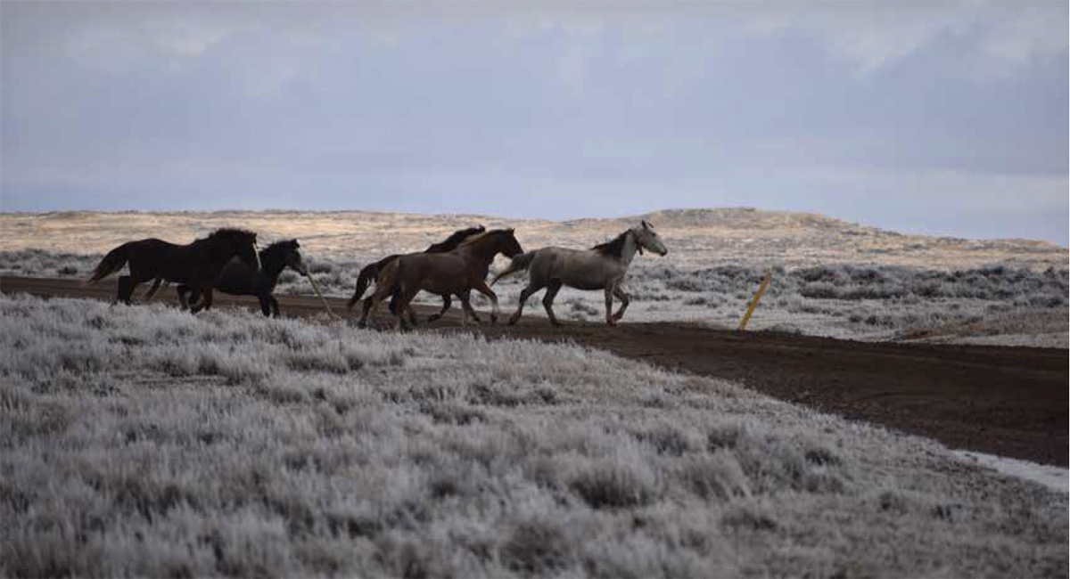 Tracking Wild Horses – Western Confluence