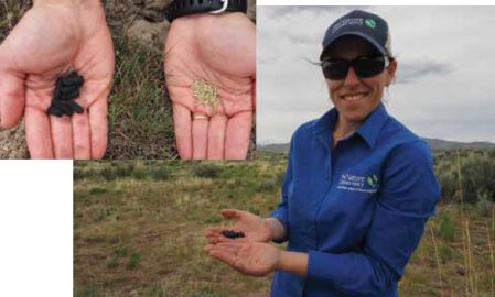 Cheatgrass on Fire – Western Confluence