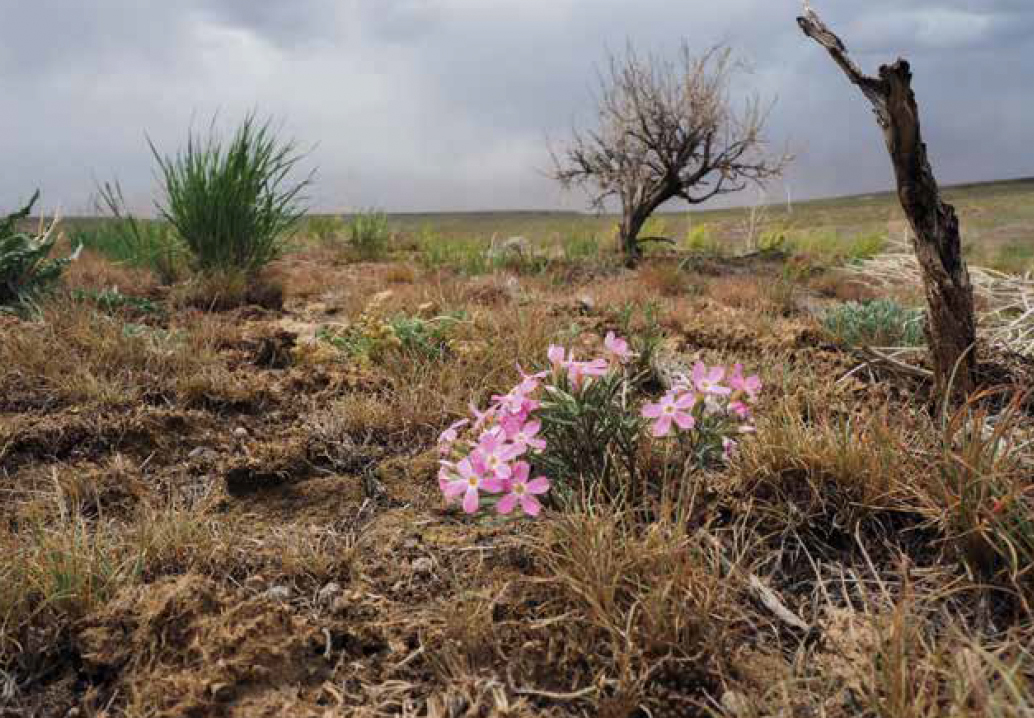 Cheatgrass on Fire – Western Confluence