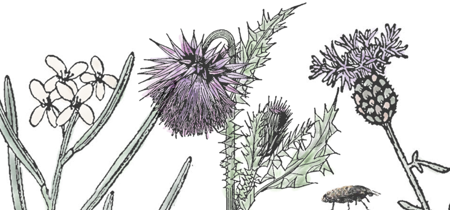 Nonnatives, Invasives, Weeds – Western Confluence
