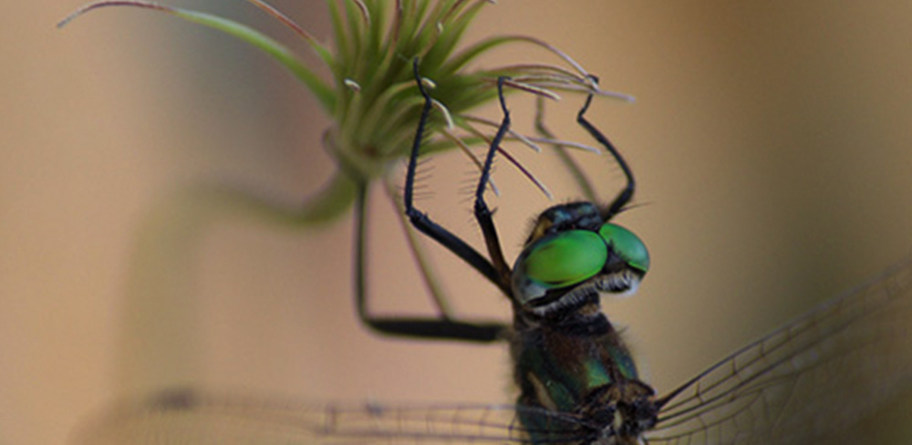 Western Confluence » Crouching Scientist, Hidden Dragonfly