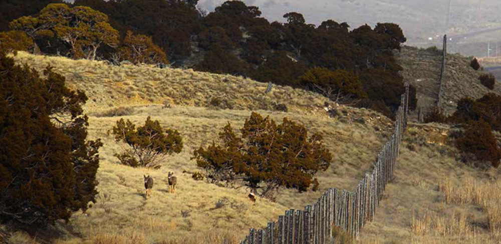 Western Confluence » Repairing a Fragmented Landscape