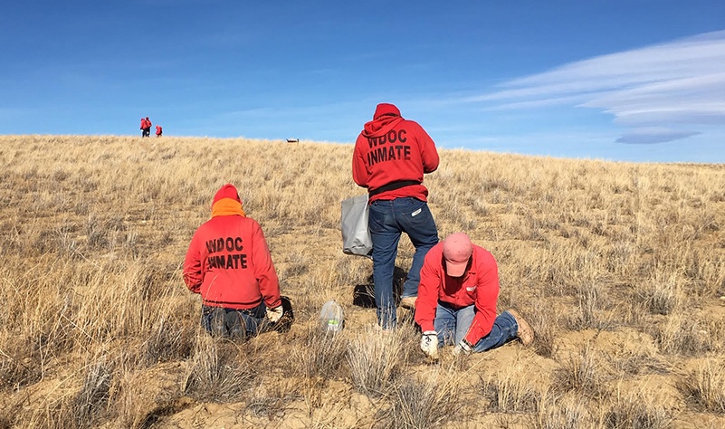Western Confluence » Sagebrush in Prisons