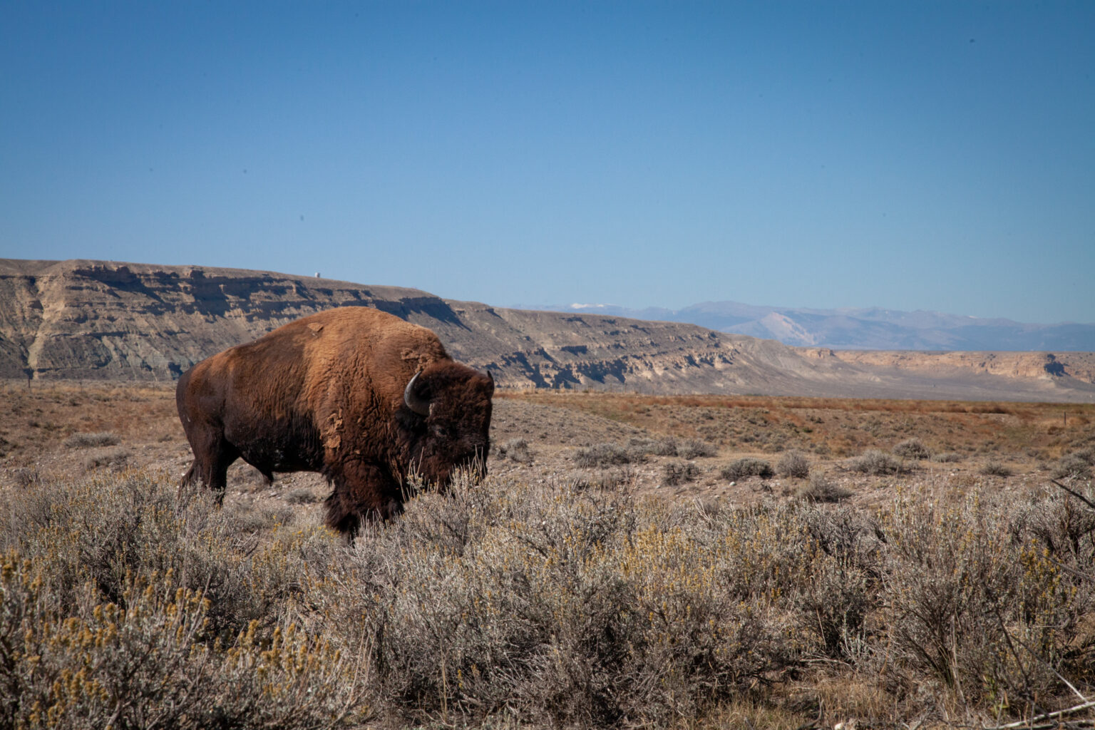 Bison on Wind River – Western Confluence